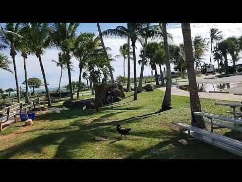 Key West Feral Chickens - YouTube