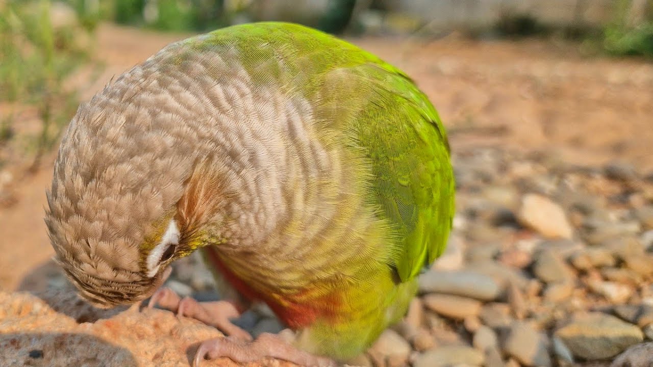 parrot singing sounds : chinnamon conure parrot bird singing sounds so ...