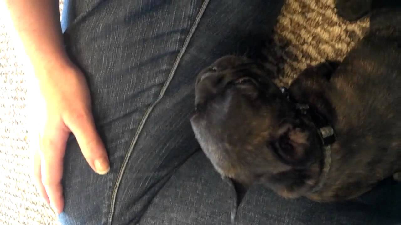 French Bulldog Puppy - Howling - YouTube