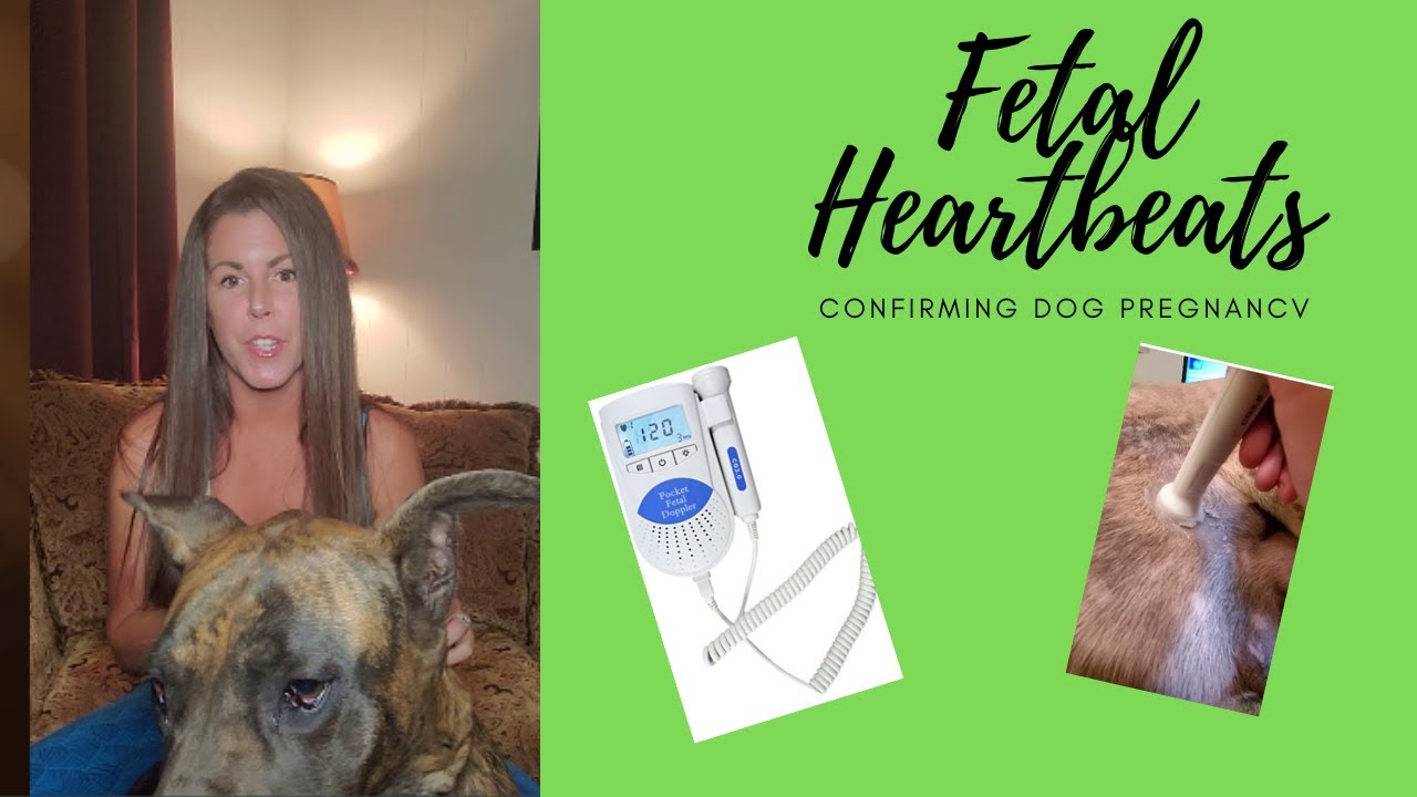 Confirming Dog Pregnancy At Home - Fetal Doppler - YouTube