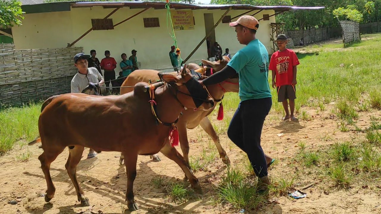 Karapan Sapi Latihan Perang Bintang Bintang Di Lap Asemanis, Joker ...