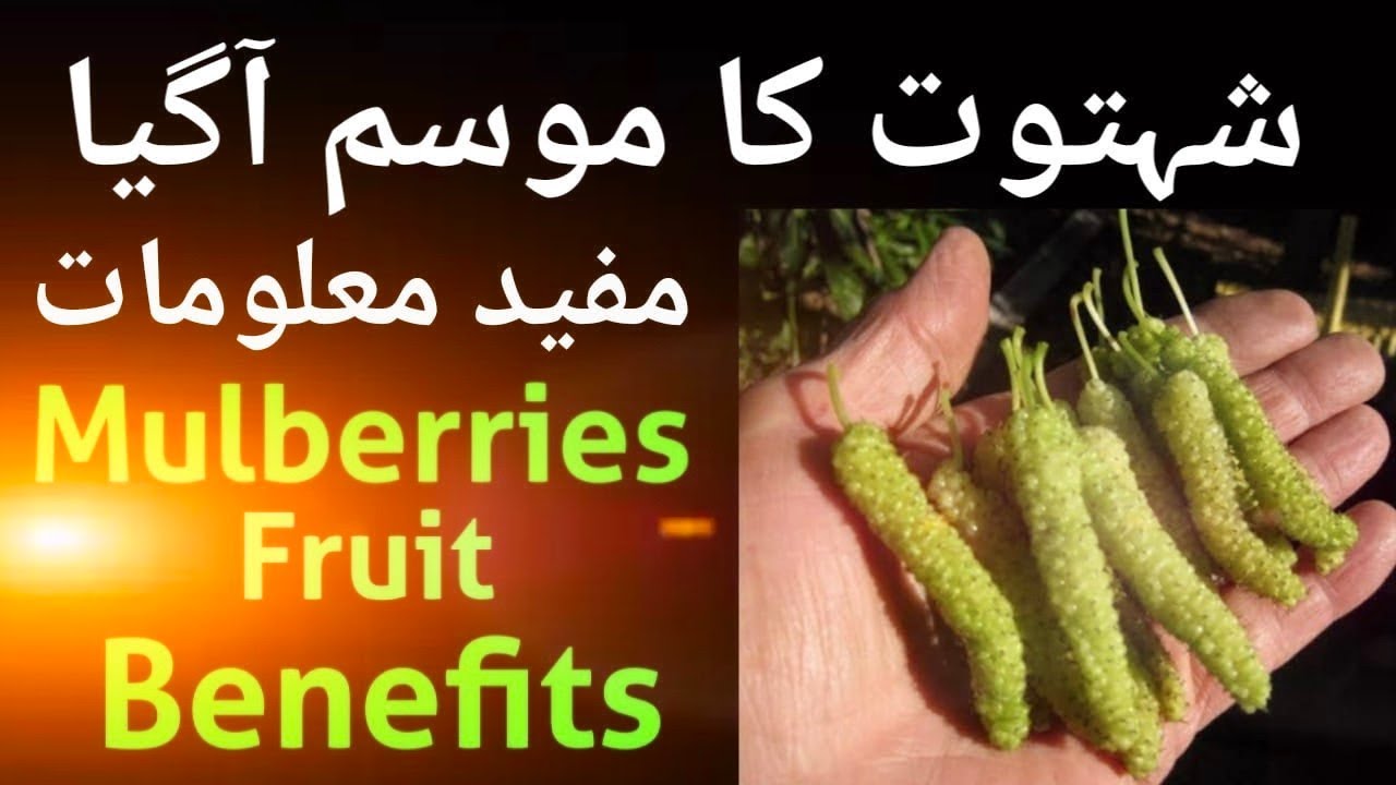 shahtoot fruit ke fayde | Health benefits of mulberry fruit. - YouTube