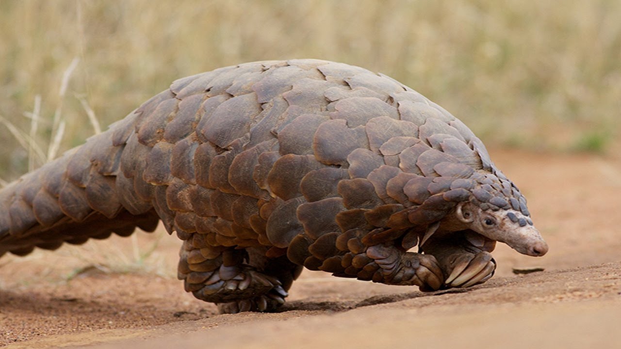 Poaching pushes the pangolin closer to extinction. - YouTube