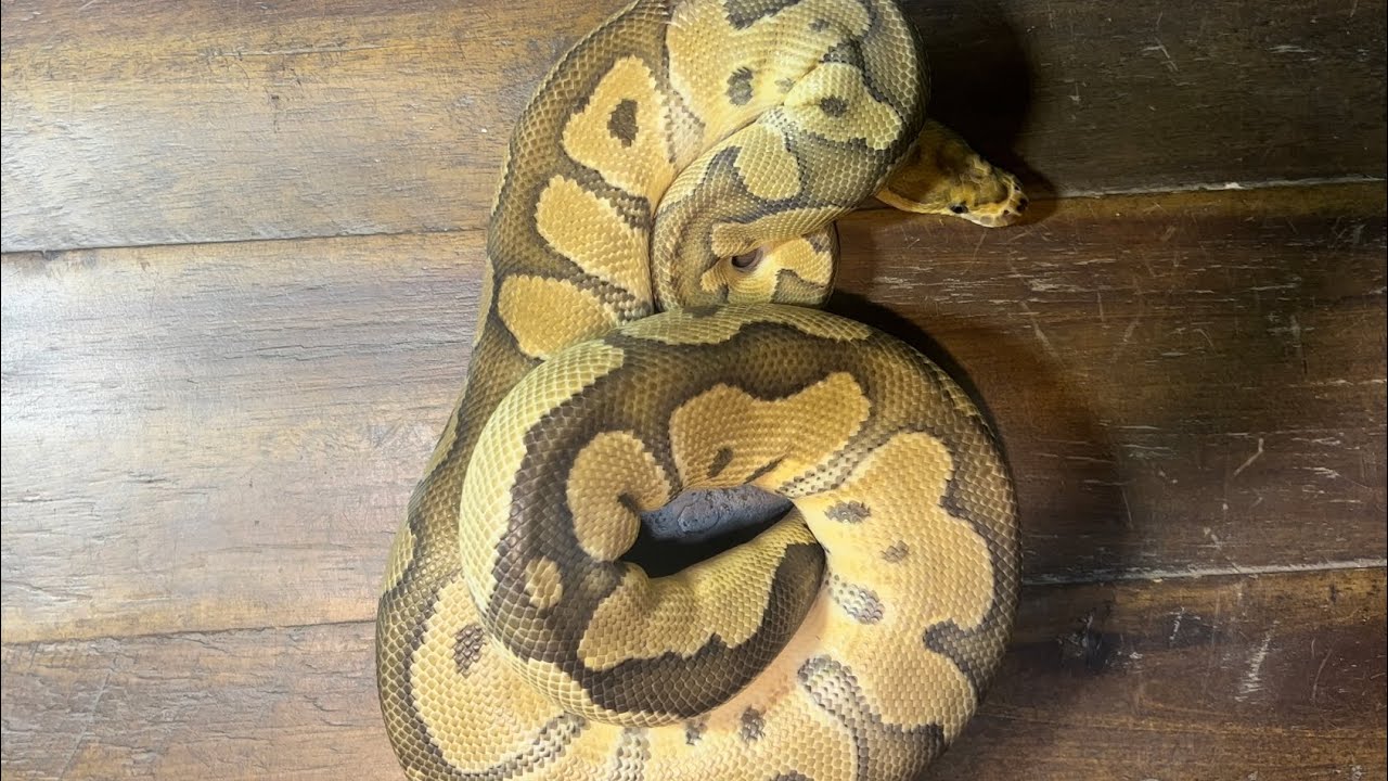 Some of our ball pythons and plans. - YouTube