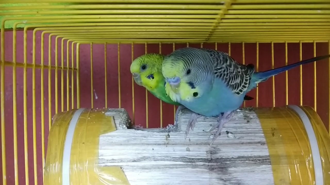 ENTRADA EN CELO/ QUE SIGNIFICA??/JRASGADOL AVES - YouTube