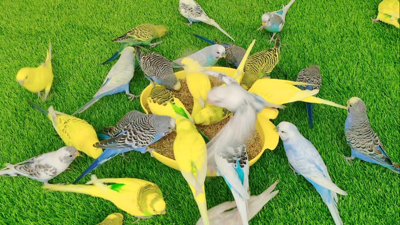 Discover the Real parakeets / Parrots Aviary Farm - YouTube