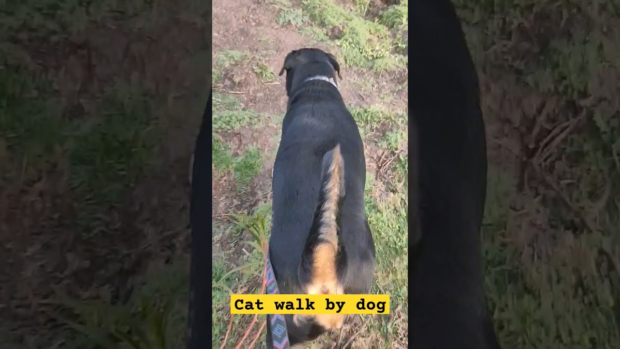 Strutting the 'CAT' Walk- When ur Dog Has More Fashion Sense Than You ...