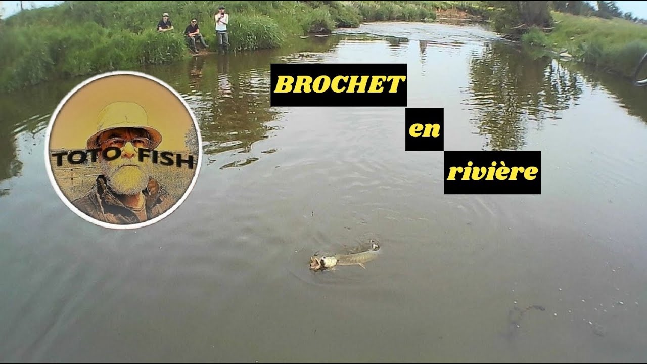 TOTO FISH le Retour 2023 - YouTube