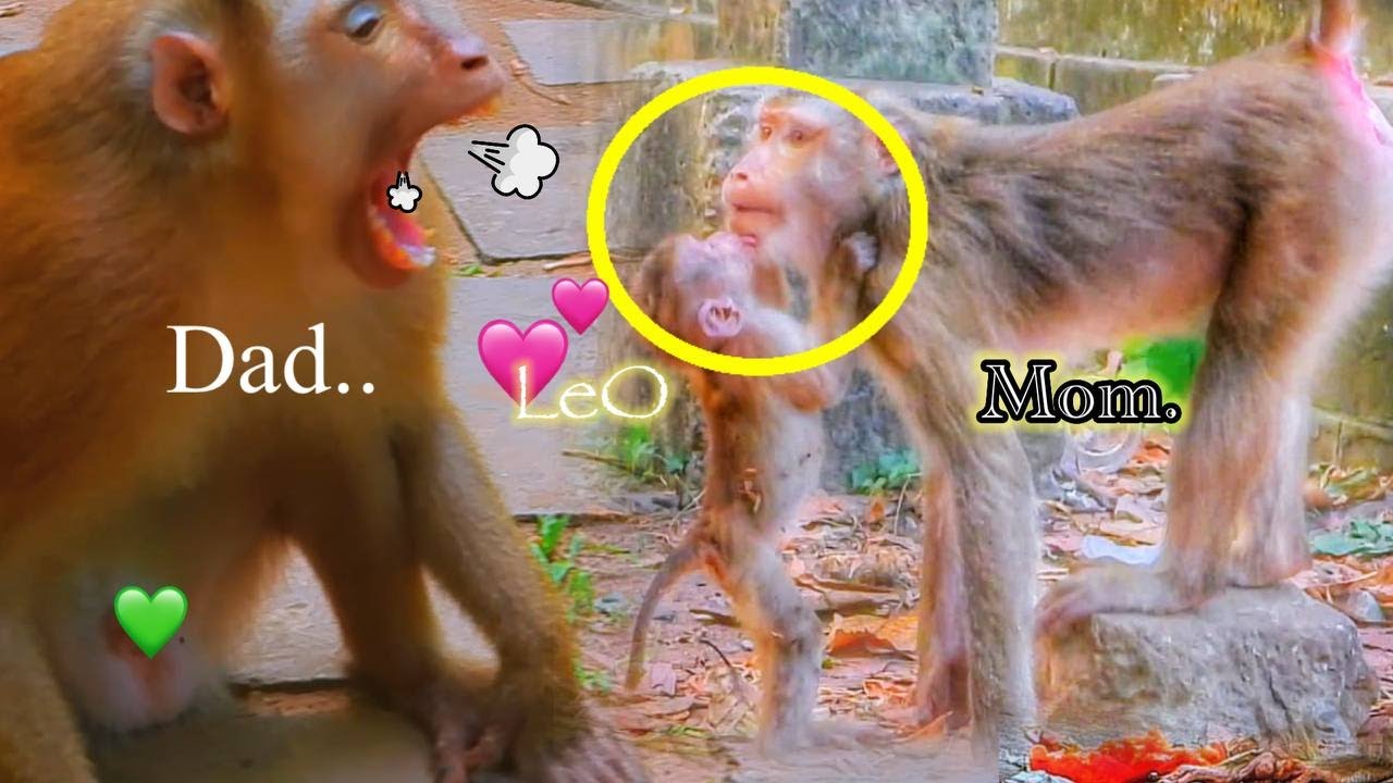 It's good that the three of them got together again, Tom ,Libby and LEO... - YouTube