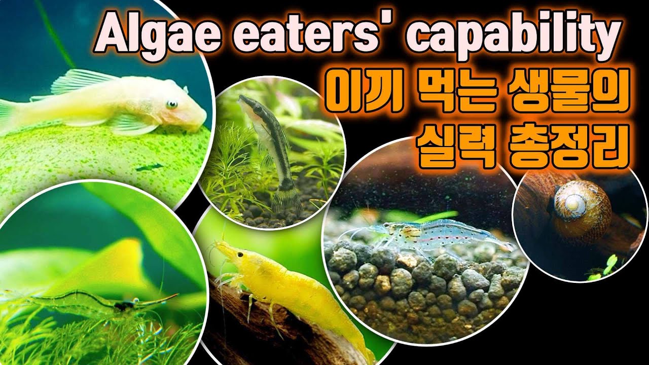 Algae eaters' capability/algae eating evaluating/nerite snail/pinocchio ...