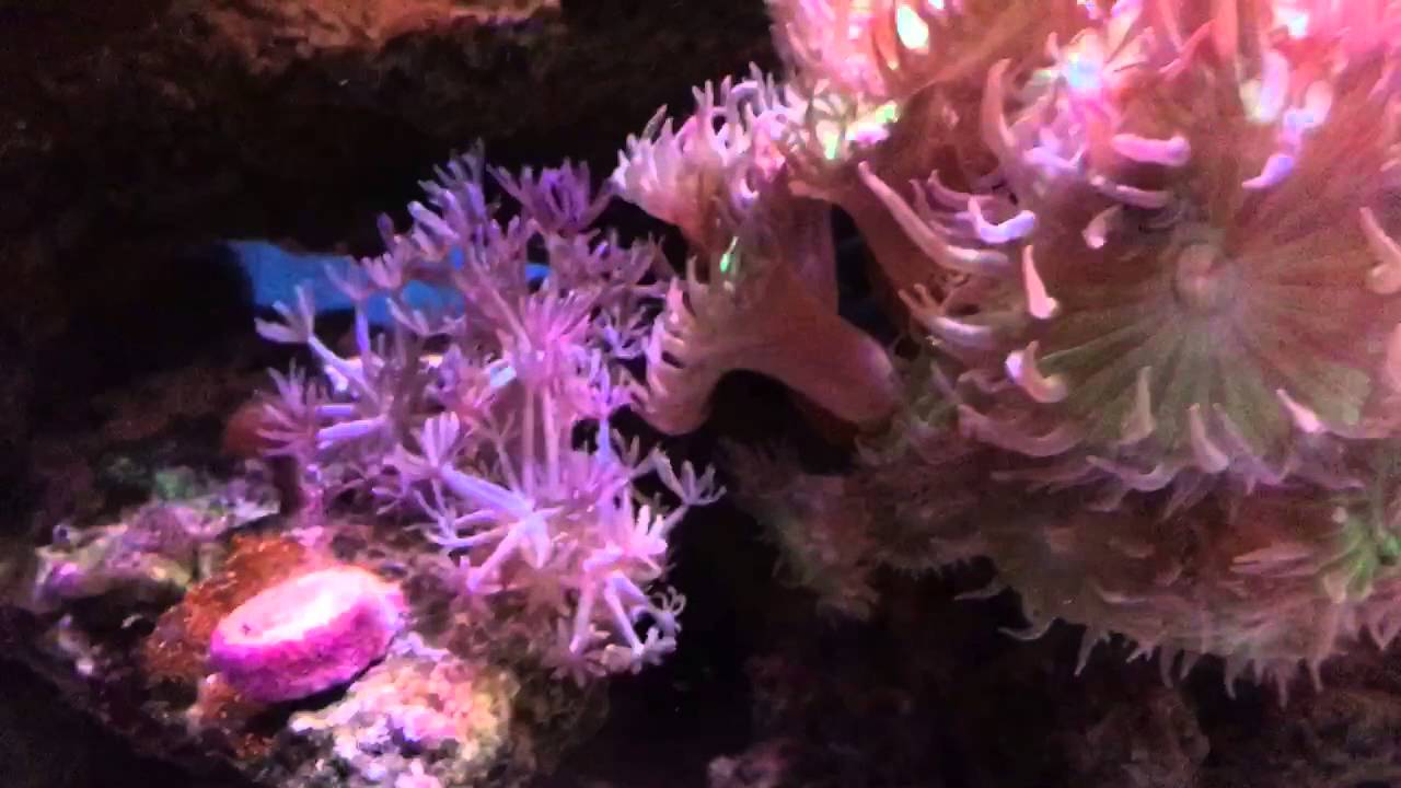 40 Gallon Breeder Reef Tank - YouTube