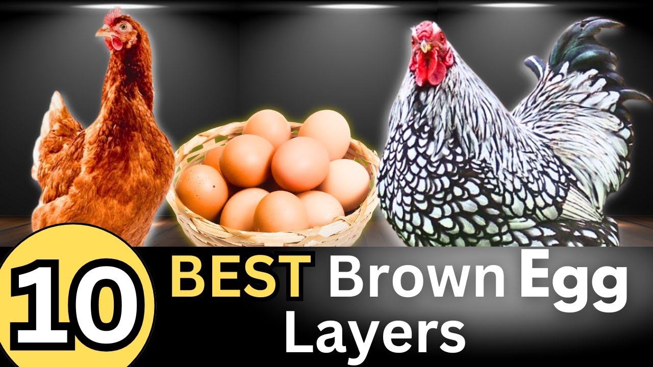 The Best Brown Egg Layers You Can Buy Today - YouTube