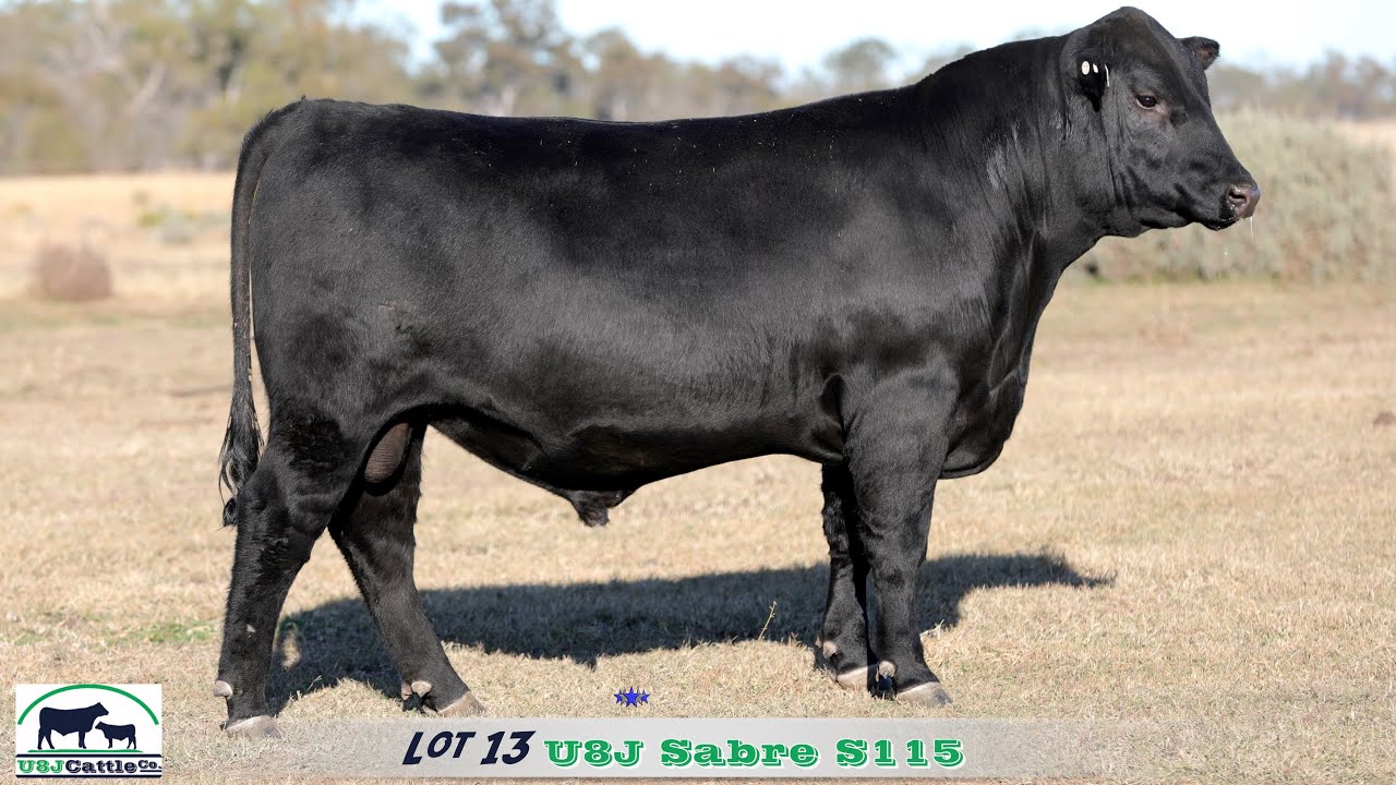 Lot 13 U8J Sabre S115 - YouTube