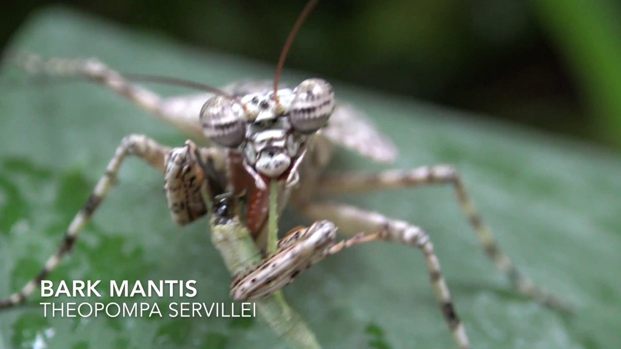 Bark Mantis Theopompa servillei - YouTube