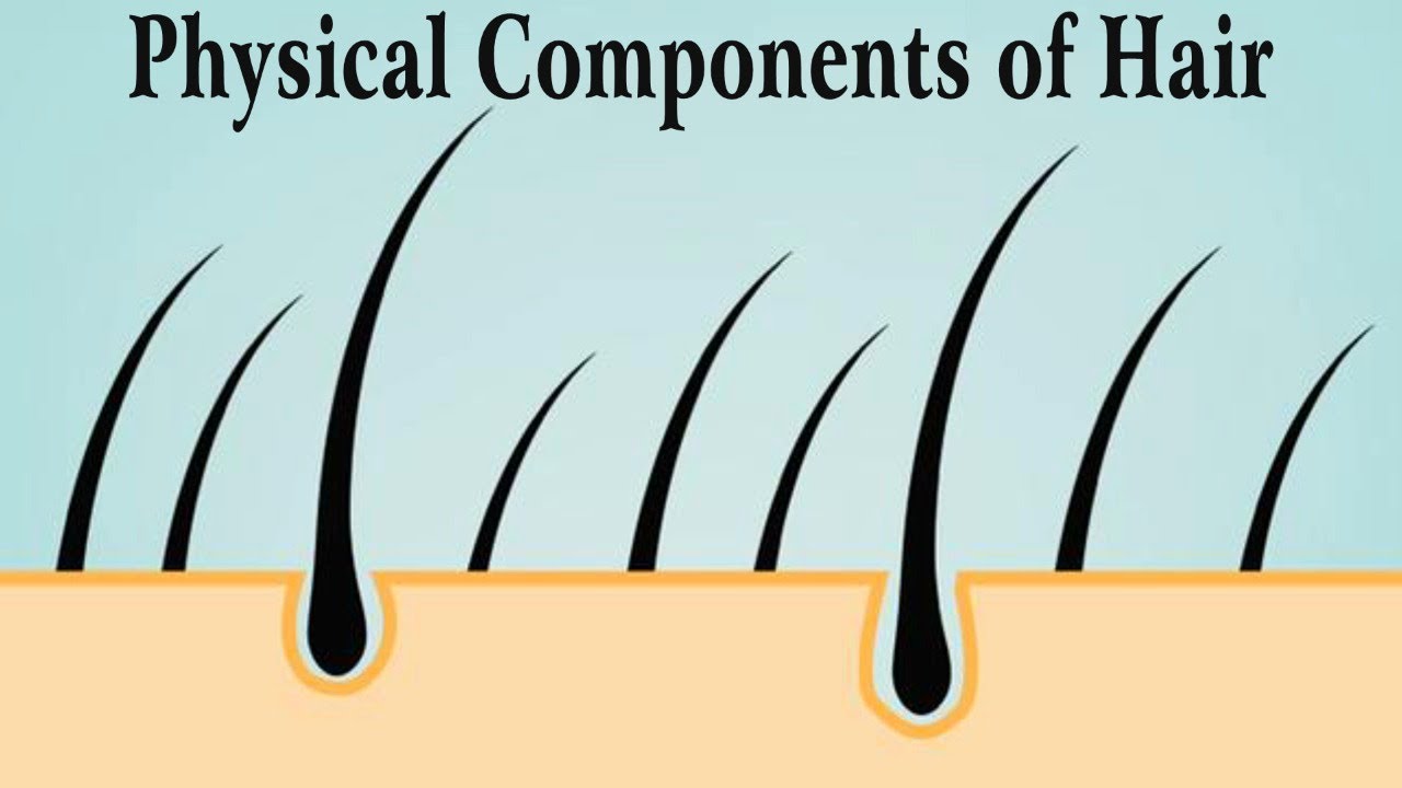 Physical Components of Hair by Jas Sir from Sam and Jas hair and makeup ...