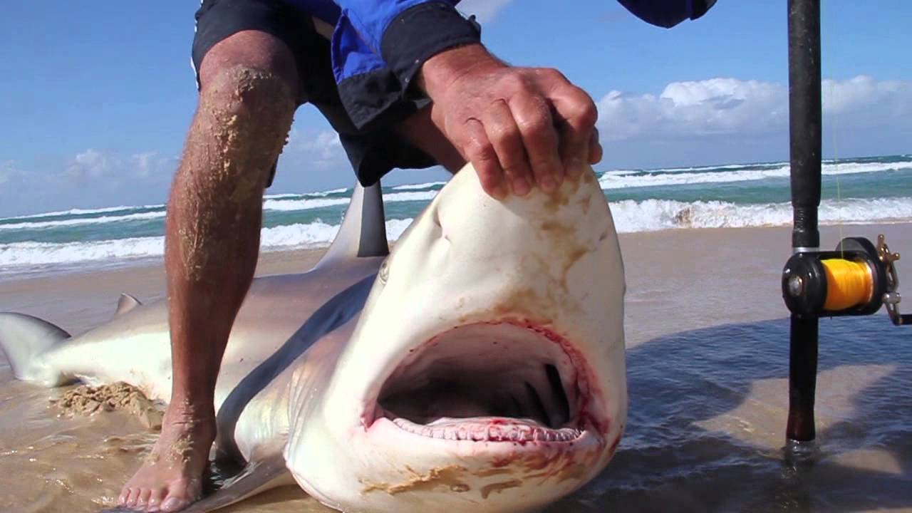 FRASER ISLAND 2014 - HUGE SHARKS & SPANISH MACKEREL OFF THE BEACH ...