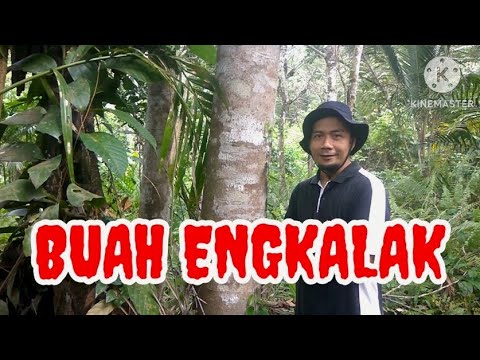 BENTUK BUAH ENGKALAK, KULIT DAN DAUNNYA - YouTube