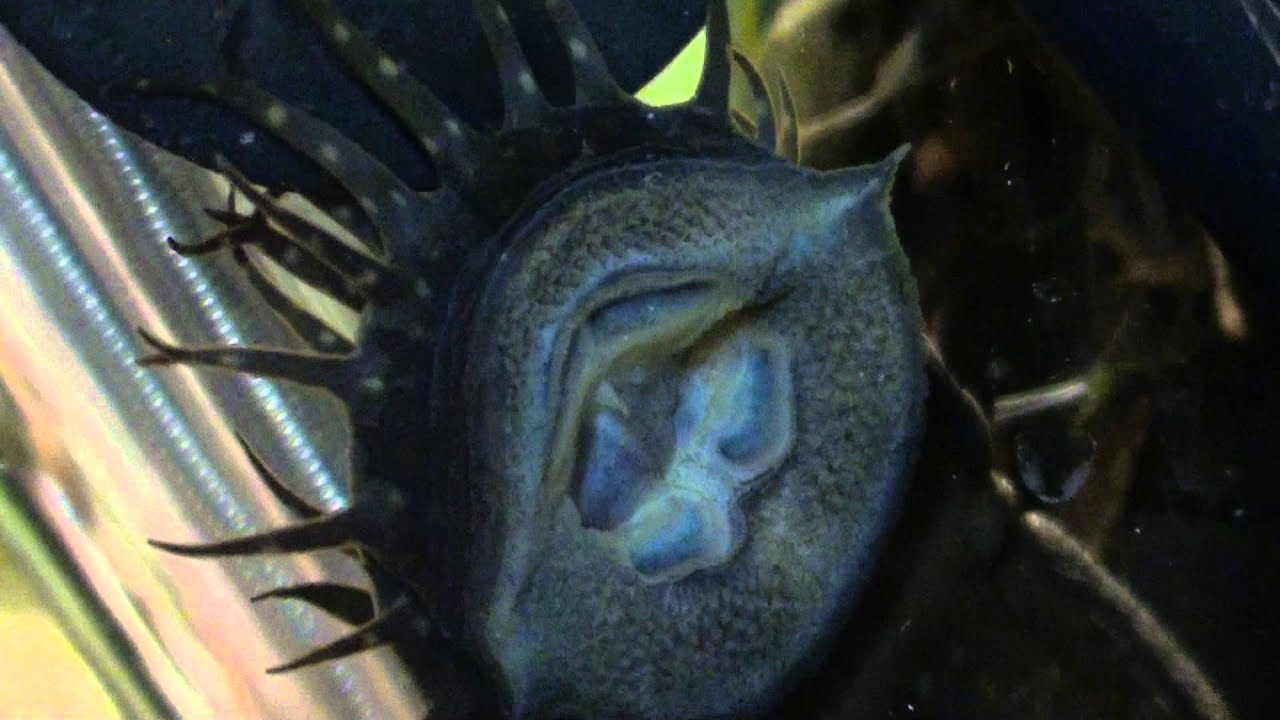 Glonojad Ryby Akwariowe - YouTube