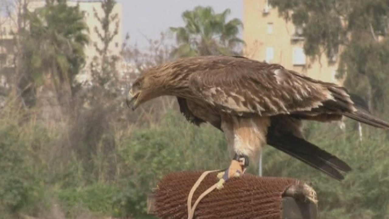 Eagle taught to fly again after wing-saving surgery - YouTube
