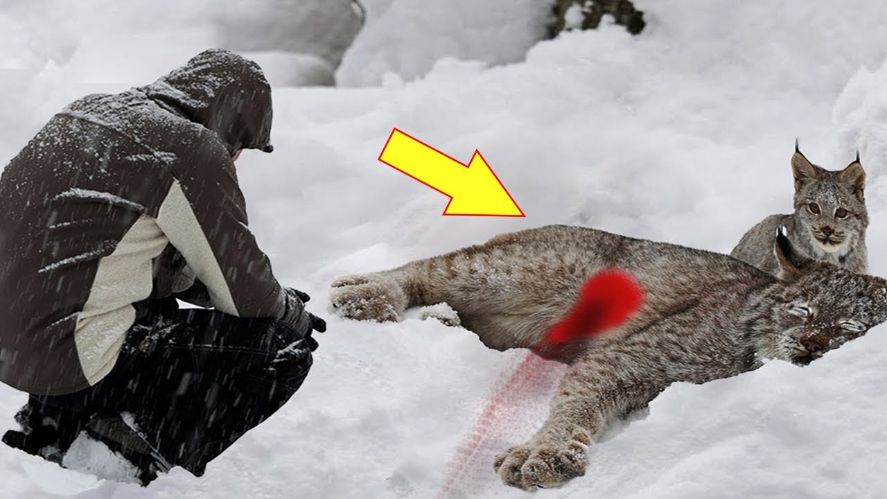 Man Rescues Crying Lynx Cub & Her Dying Mom – How They Repaid Him Is ...