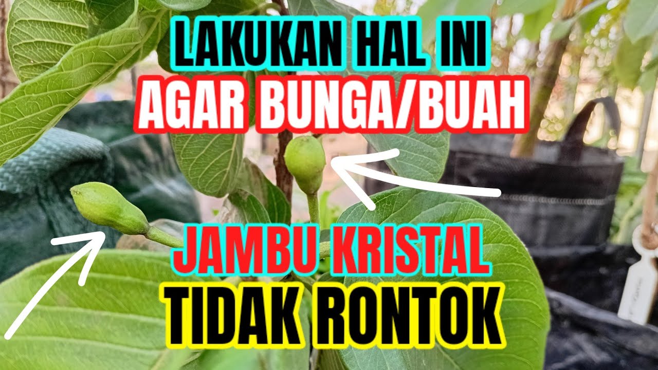 CARA AGAR BUNGA dan BUAH JAMBU KRISTAL TIDAK RONTOK - YouTube