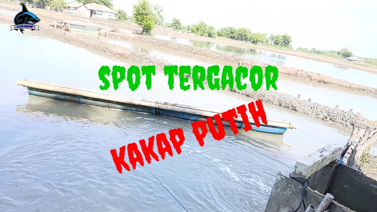 Amazing!!!! Mata pancing, mancing di empang di saat Air Pasang/Rob,# ...