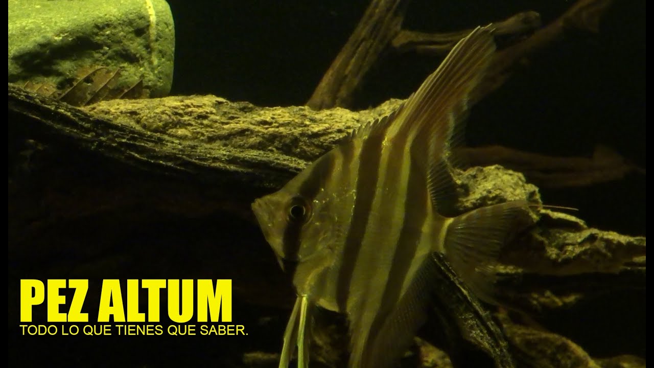 Pez Altums | Características Y Cuidados | Ficha de Experiencia - YouTube