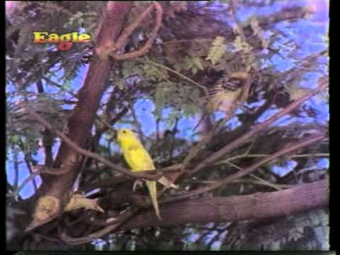 YE KAISI HAI SAR SABZ MAKHMAL,,,HABARI,,1978 MOHD RAFI SAHAB
