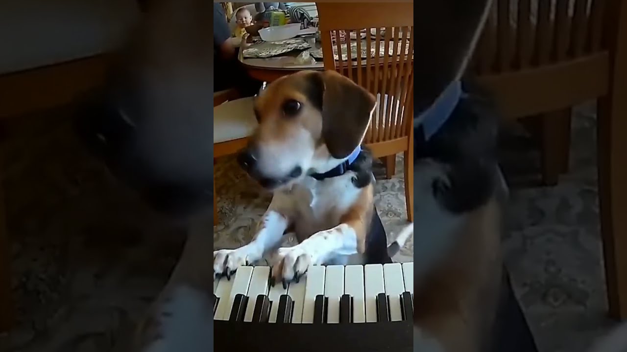 omg 😱😱😱 this beagle playing piano and singing!!! #1 - YouTube