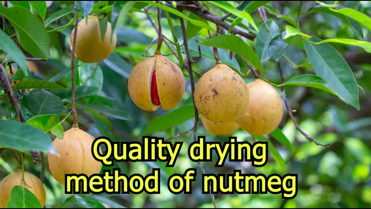 Quality drying method of nutmeg (සාදික්කා ගුණාත්මක අන්දමට වියළා ගැනීම ...