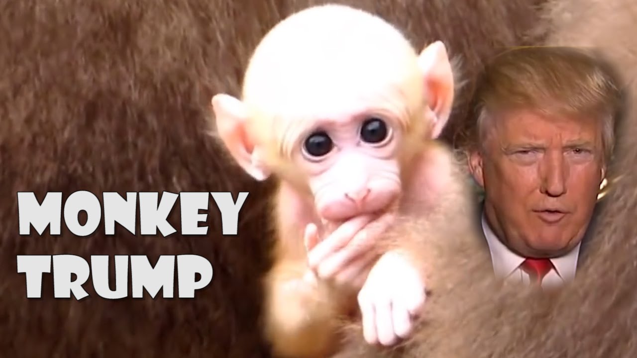 Monkey Trump - YouTube