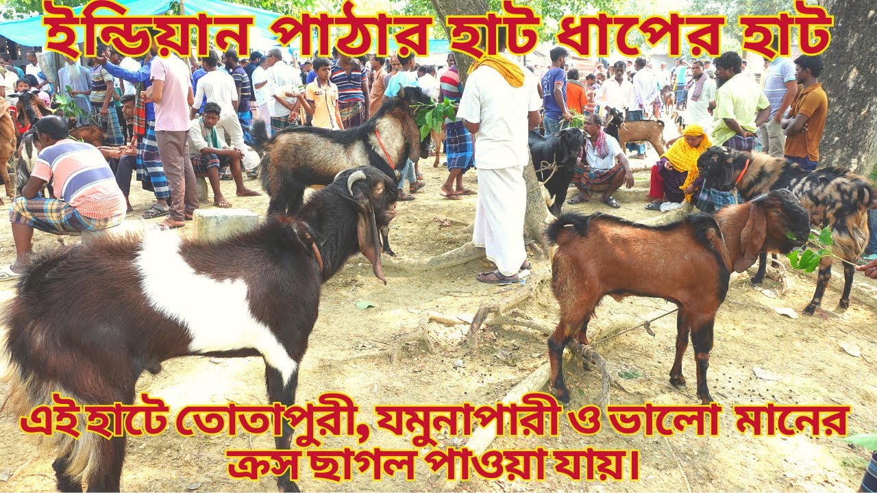 Patha sagoler haat Bogra || হাটে উন্নত পাঠা ছাগলের দাম ২০২৩ - YouTube