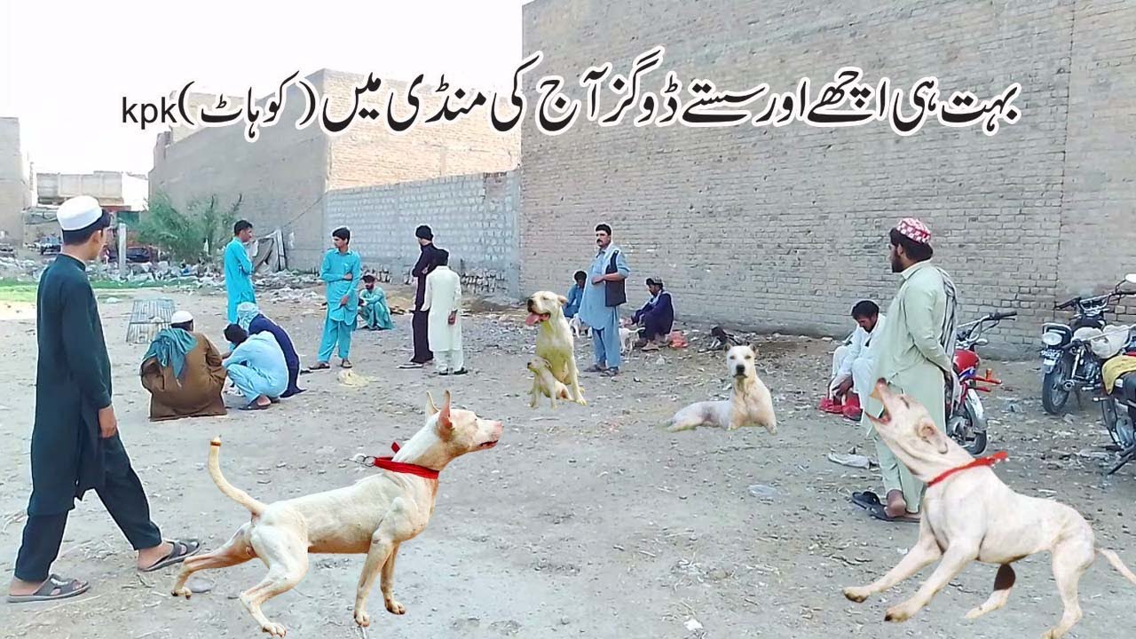 Dogs Mandi 2023 | Dogs Market 2023 | Kohat Mandi 2023 | aj ke new Mandi ...