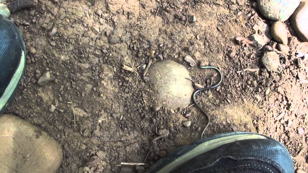 Culebra bebe en Valle de Guanape - YouTube