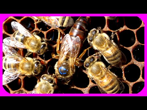 Group Queen Bee Mating Flight - YouTube