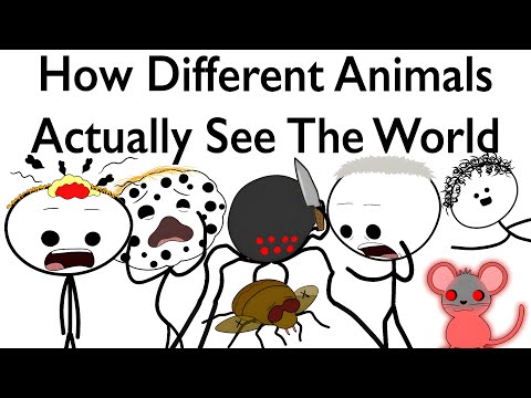 How Different Animals Actually See The World