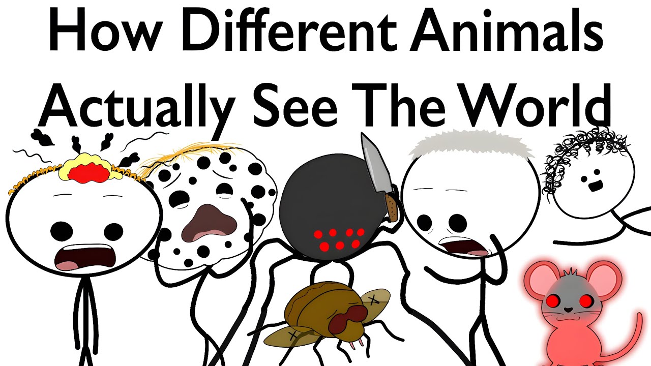 How Different Animals Actually See The World - YouTube