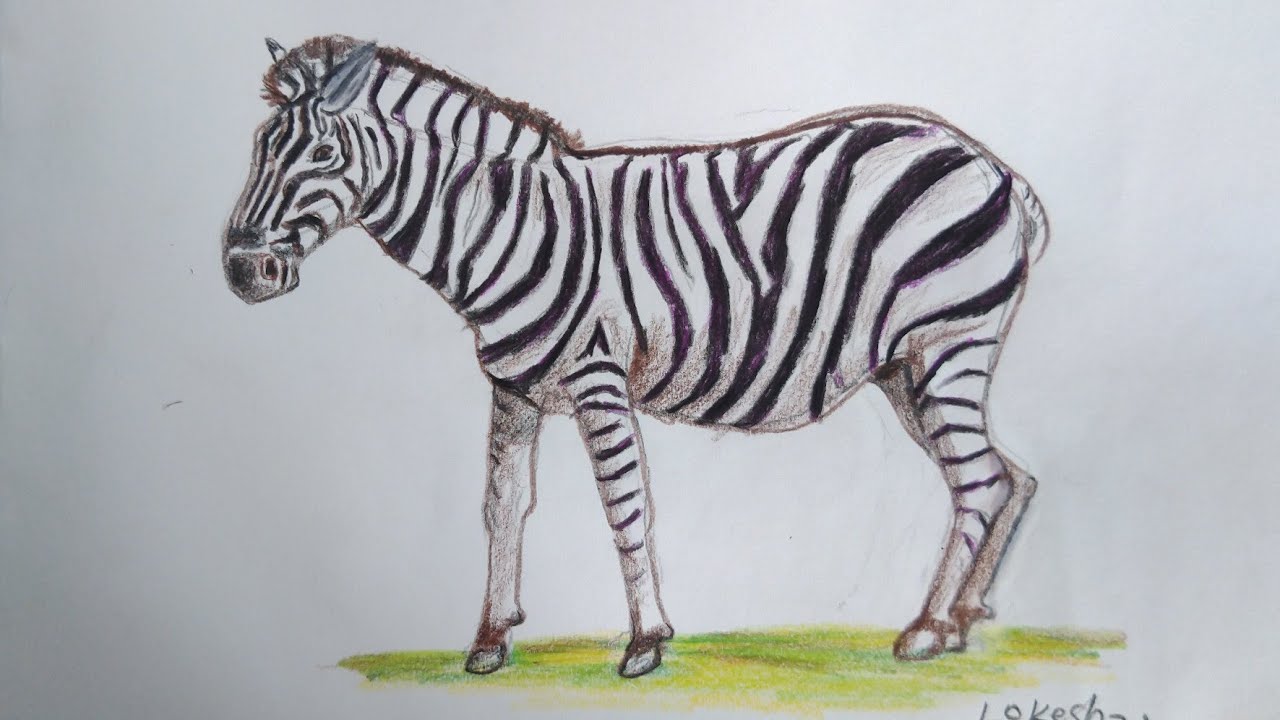 How To Draw Zebra Easy / Zebra drawing colour - YouTube