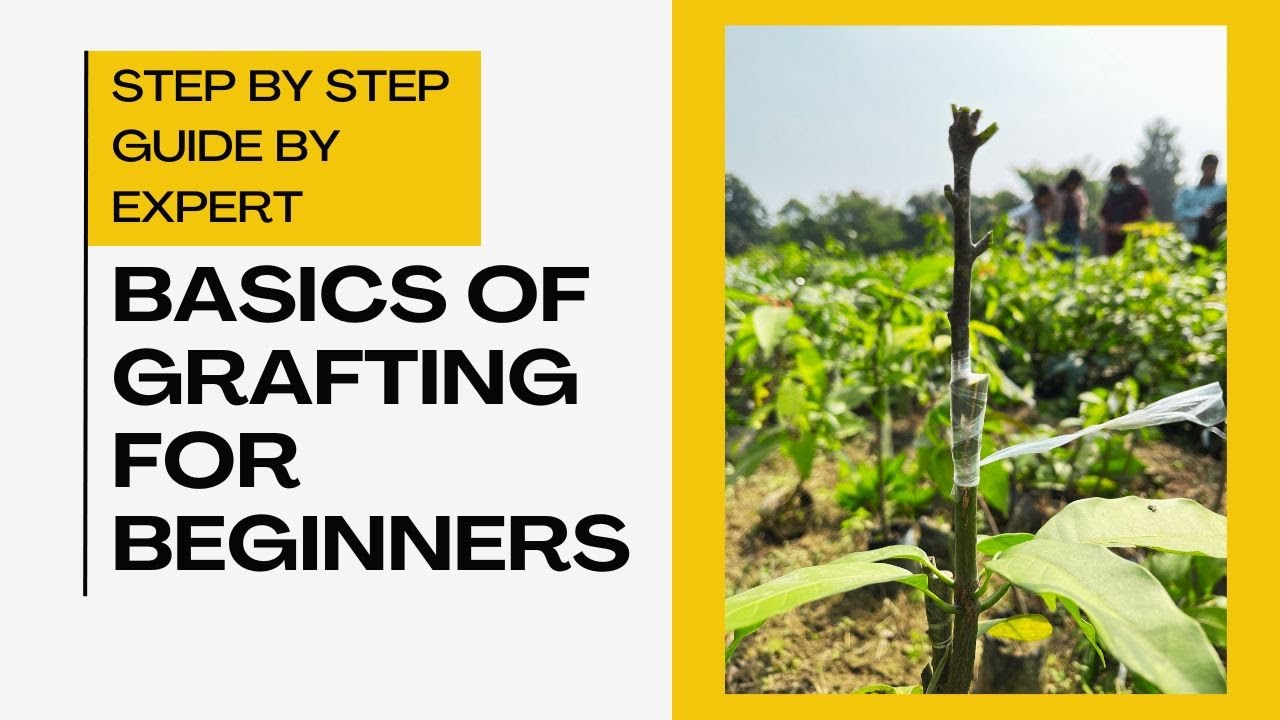 Grafting tool: Step by step guide for beginners - YouTube