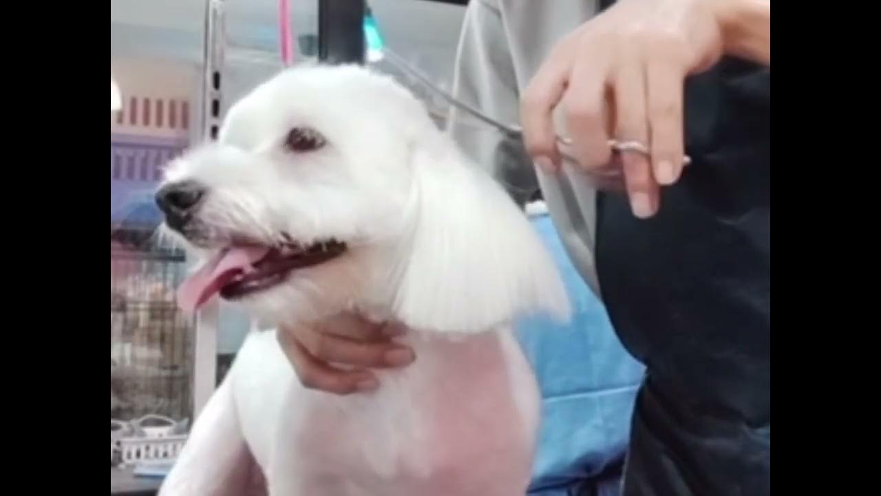 Dog 🐶 Pet Puppy Grooming Teddy Bear Style, How To Cut Dog’s Hair, Basic Grooming Tutorial - YouTube