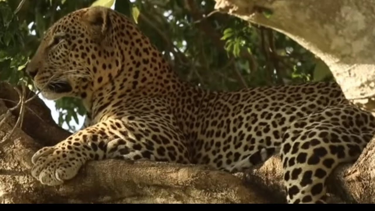 MANEATER LEOPARD OF RISHIKESH [RAJA JI NATIONAL PARK)-PART-4 - YouTube