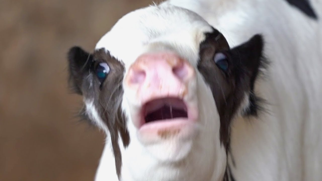 Cow Baby Mooing Sounds On Farm Animals To Attract Other Cows Naturally ...