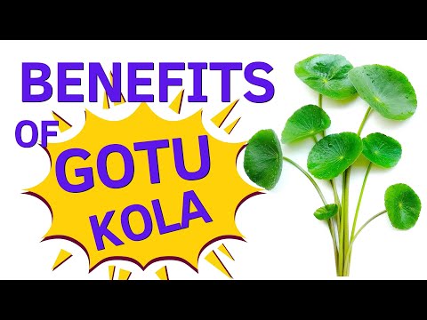 Benefits of Gotu Kola - Brains, Beauty, Varicose Veins and More!
