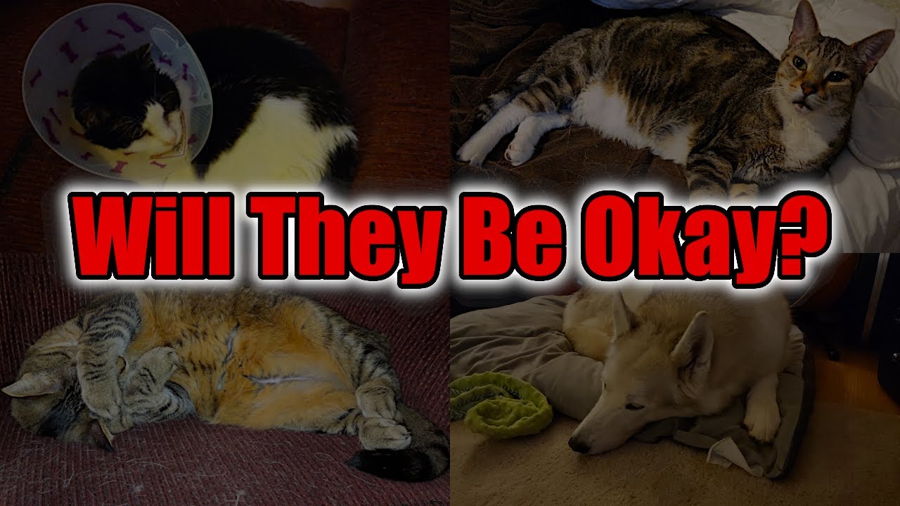 Almost Time for Goodbye, Disease Testing, Sedation & Biopsy, Oh My ...