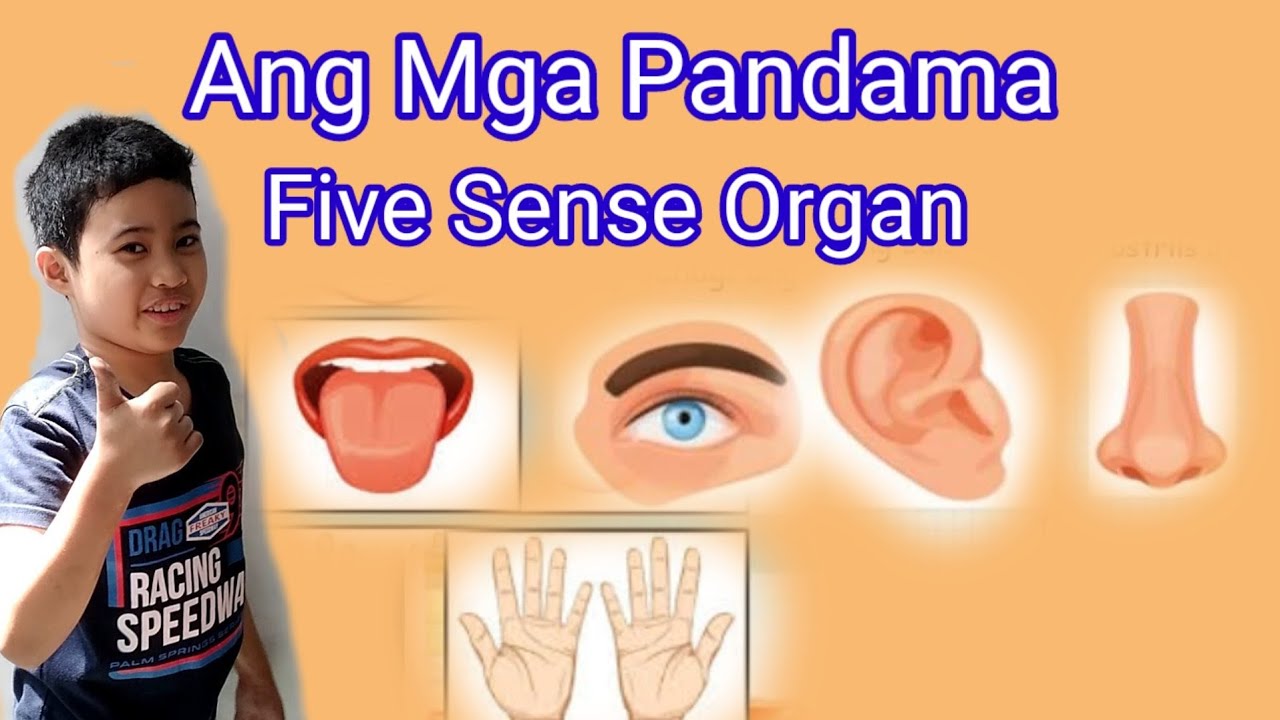 Ang Limang Pandama/Five Sense Organ/Ang Mga Pandama at Ang Gamit nito ...