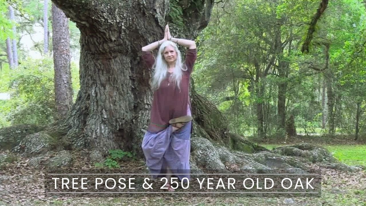 Yoga Tree Pose and a 250 Year Old Oak Tree - YouTube