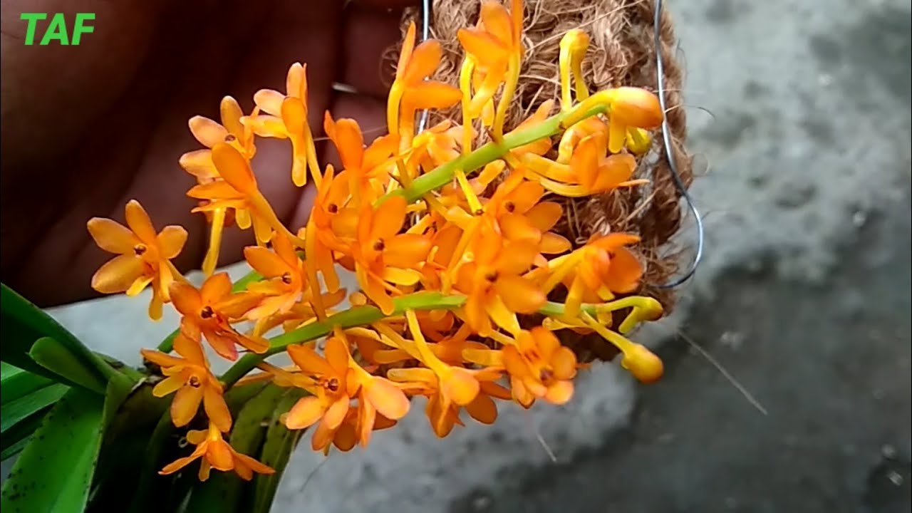 Anggrek Vanda Mini, Ascocentrum Miniatum/Anggrek Kebutan Berbunga Cerah ...