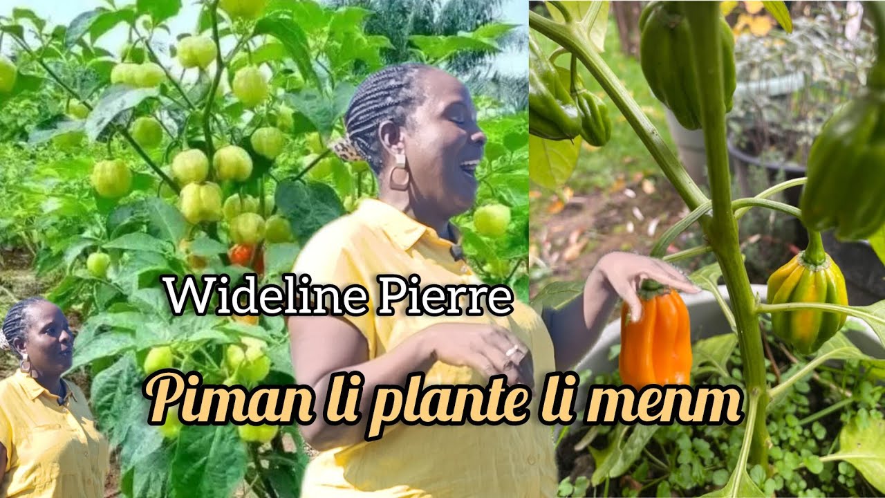 Tout moun ap fè diri😂Madame Wideline Pierre li menm ap plante piman ...