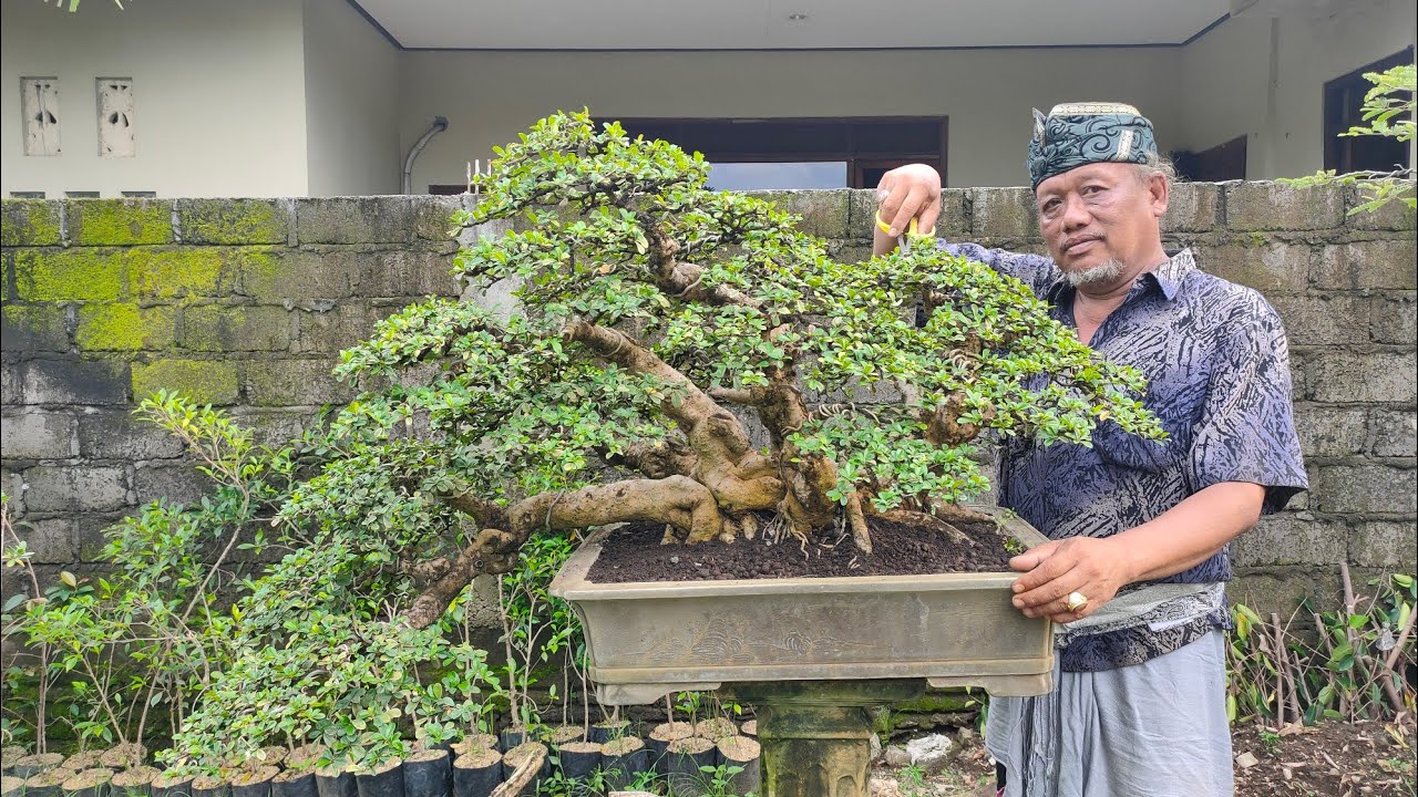 Clump Style Bonsai - YouTube