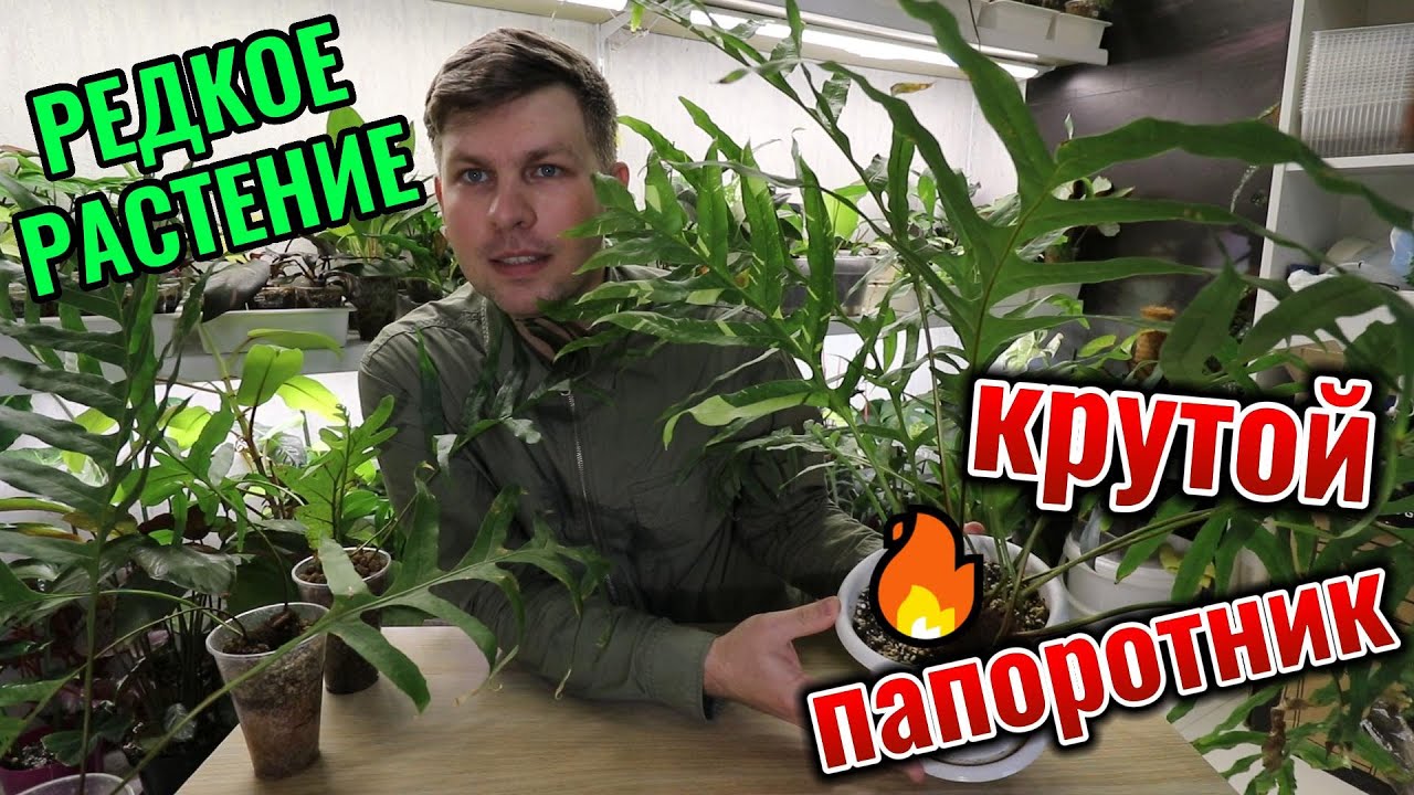РЕДКИЙ ПАПОРОТНИК Дринария вариегатная Комнатное растение крупного ...